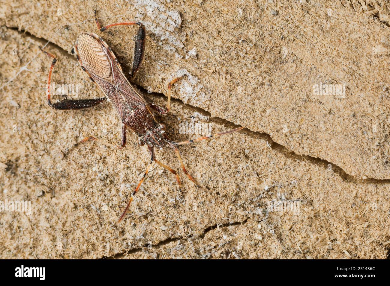 Broad-headed bug (Camptopus lateralis), top view, Germany, Baden ...