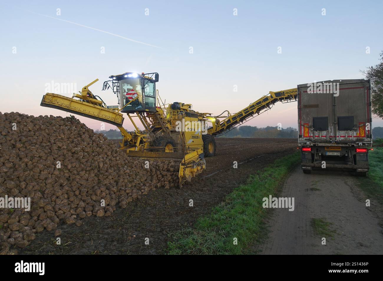 Sugar beet, Sugar-beet, Beet root, Sugar-beet root (Beta vulgaris var ...