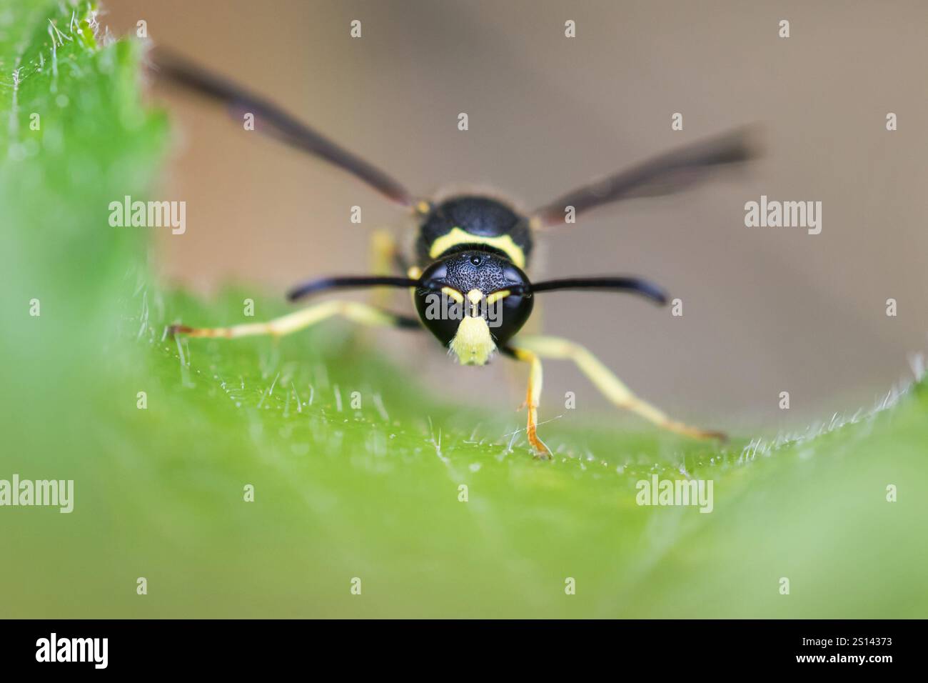 potter wasps (Eumenes pedunculatus), sitting on a leaf, front view ...