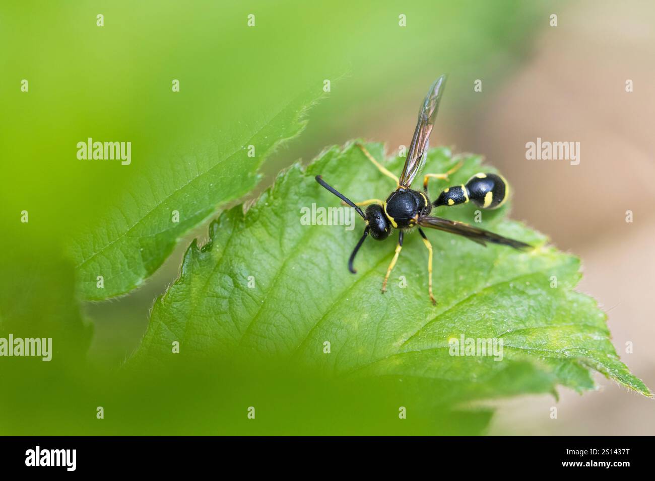potter wasps (Eumenes pedunculatus), Male sitting on a leaf, top view ...