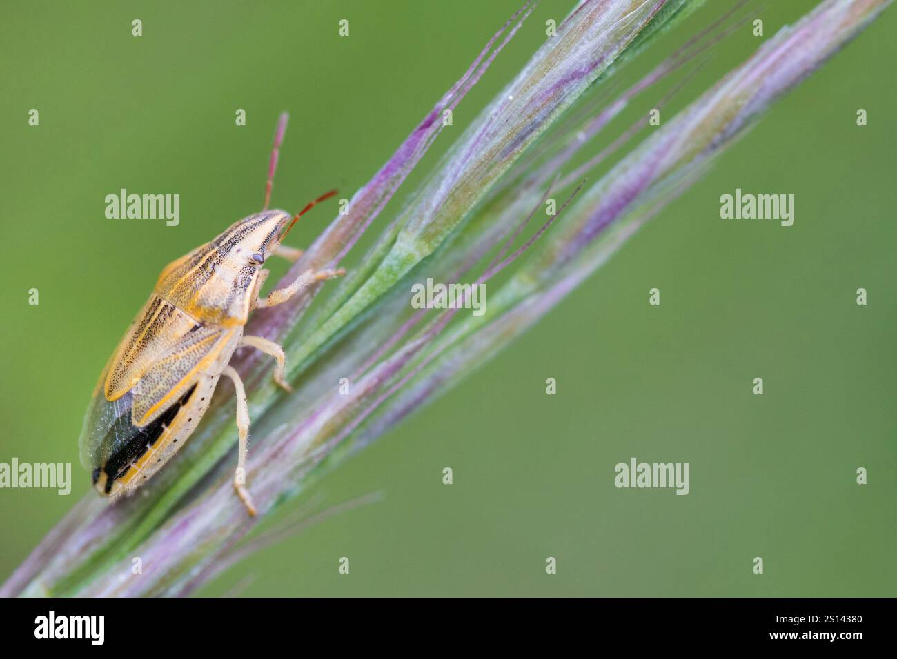 Bishop's mitre, Bishop's mitre bug (Aelia acuminata), sittzing an grass ...