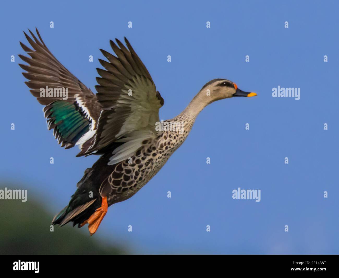 The Indian spot-billed duck in mid-flight against a clear blue sky. Its ...