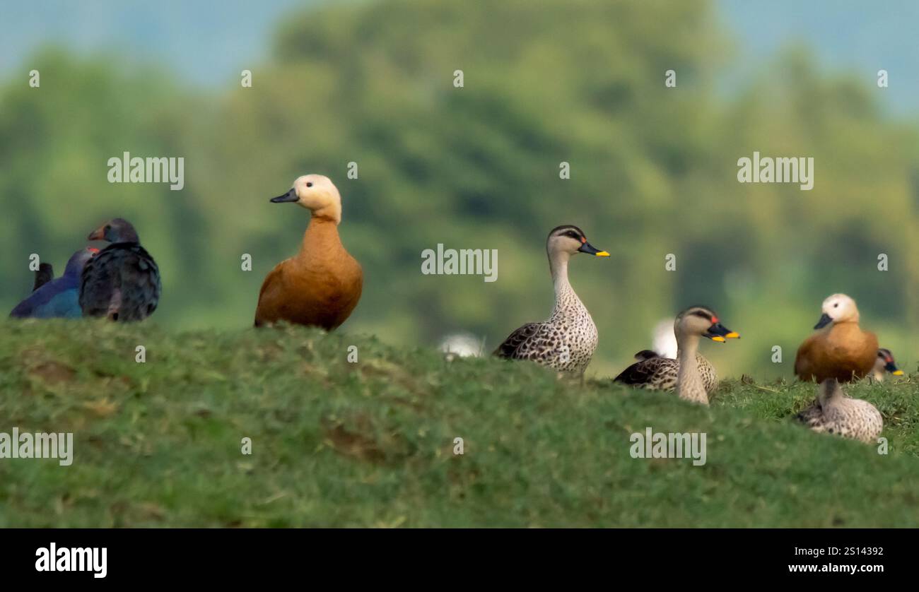 The striking colors of the duck's wings and the clarity with which the ...