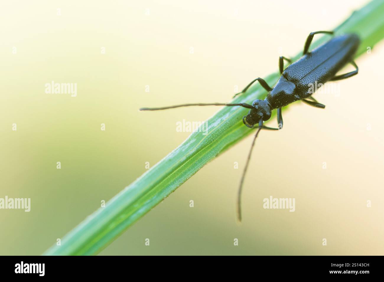 Small black longhorn beetle (Stenurella nigra, Strangalia nigra ...