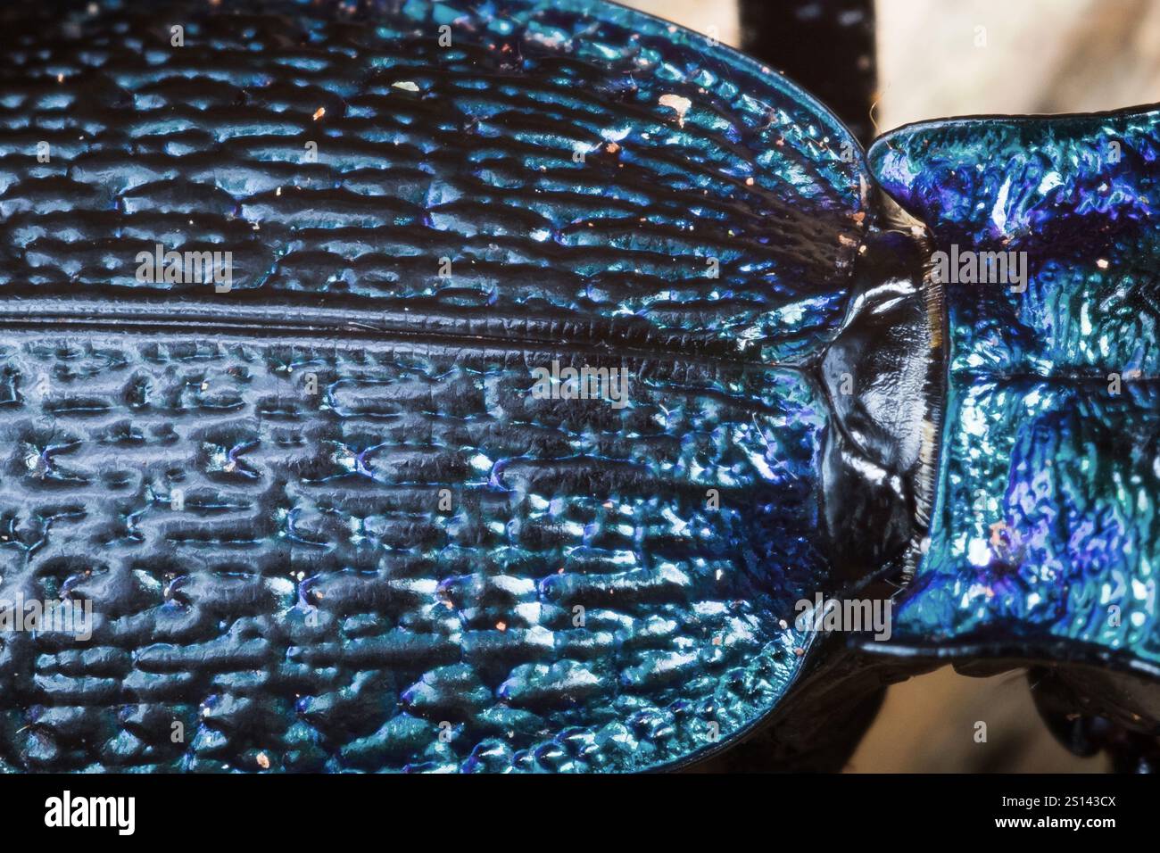 blue ground beetle, darkblue ground beetle (Carabus intricatus), female ...