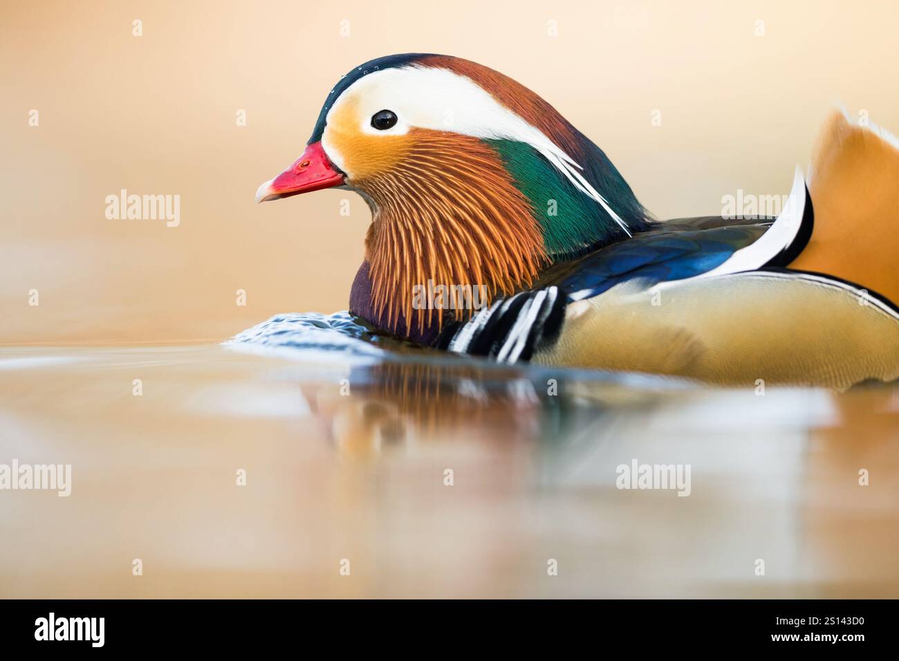 mandarin duck (Aix galericulata), drake swims on a lake, Germany Stock ...