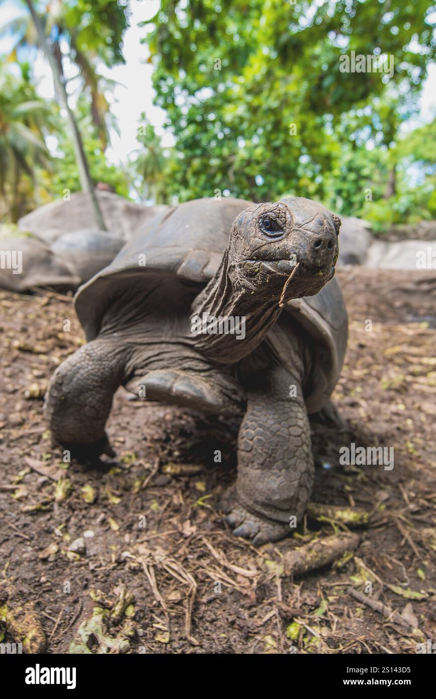 Seychelles giant tortoise, Aldabran giant tortoise, Aldabra giant ...