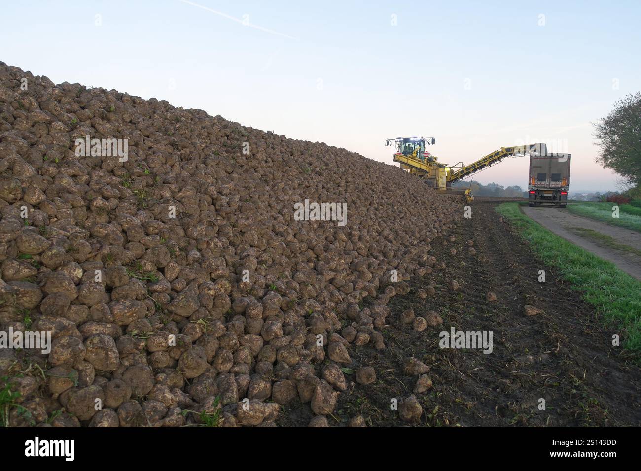 Sugar beet, Sugar-beet, Beet root, Sugar-beet root (Beta vulgaris var ...