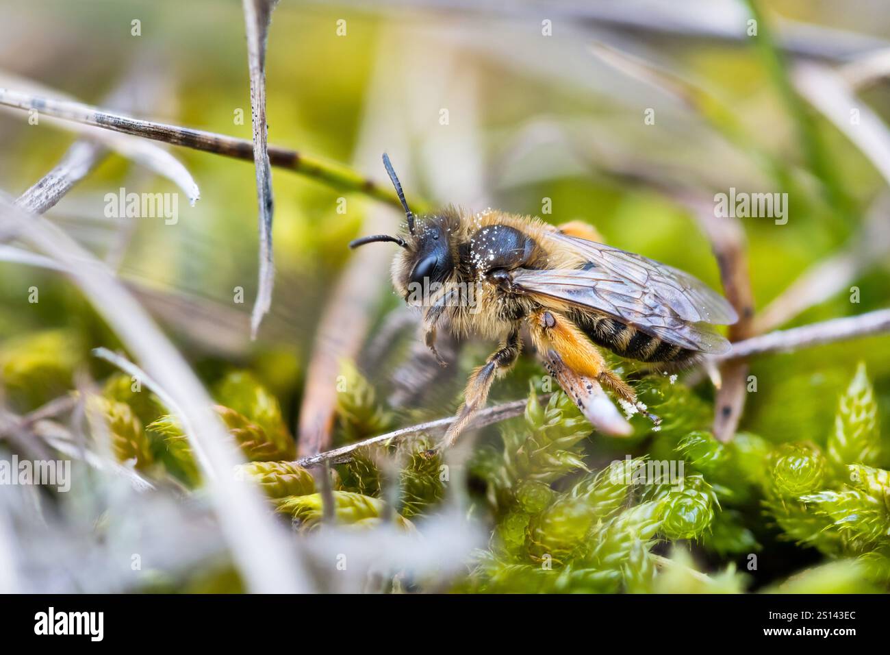 Yellow-legged Mining-bee (Andrena flavipes), Female sitting on moss ...