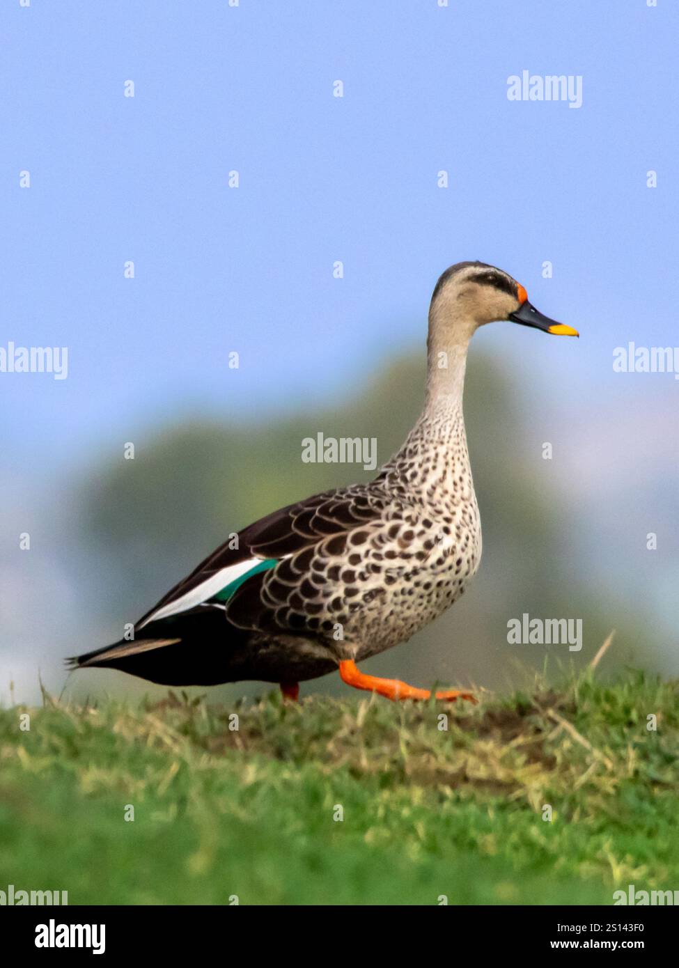 The Indian spot-billed duck in mid-flight against a clear blue sky. Its ...