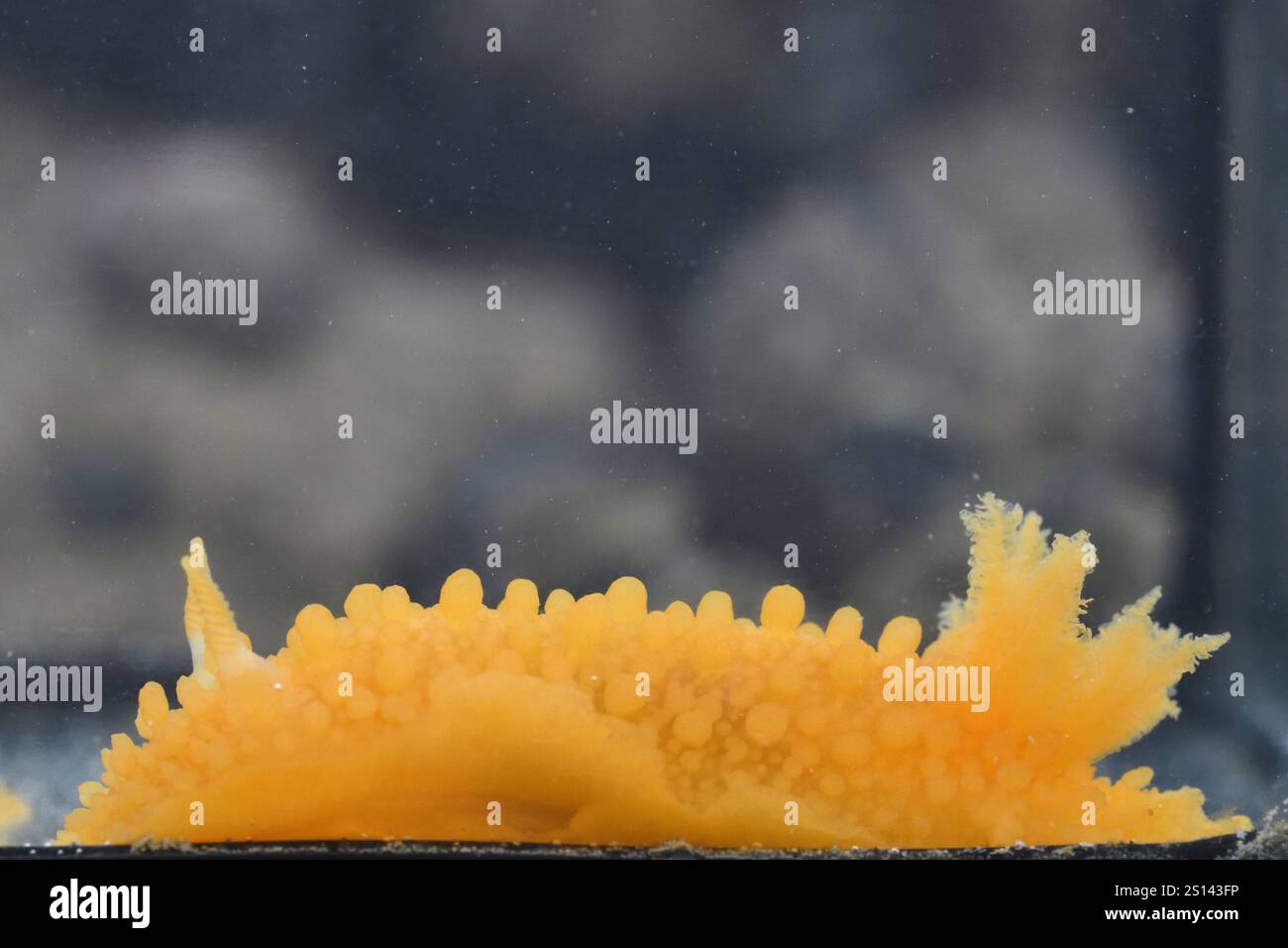 sponge slug, sponge seaslug (Doris verrucosa), side view, France ...