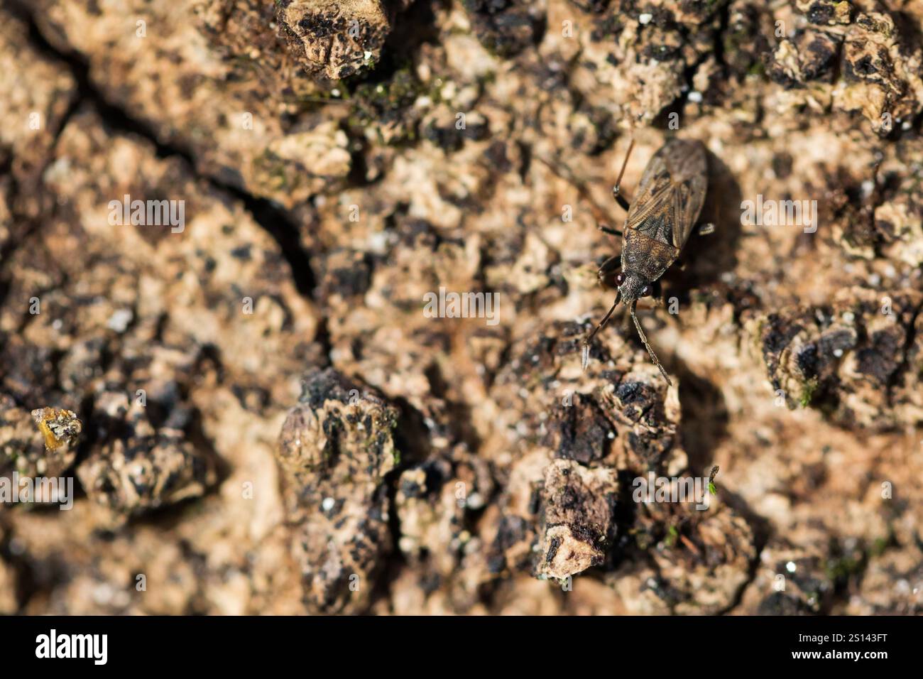 Dirt-colored Seed Bug (Sphragisticus nebulosus), sits well camouflaged ...
