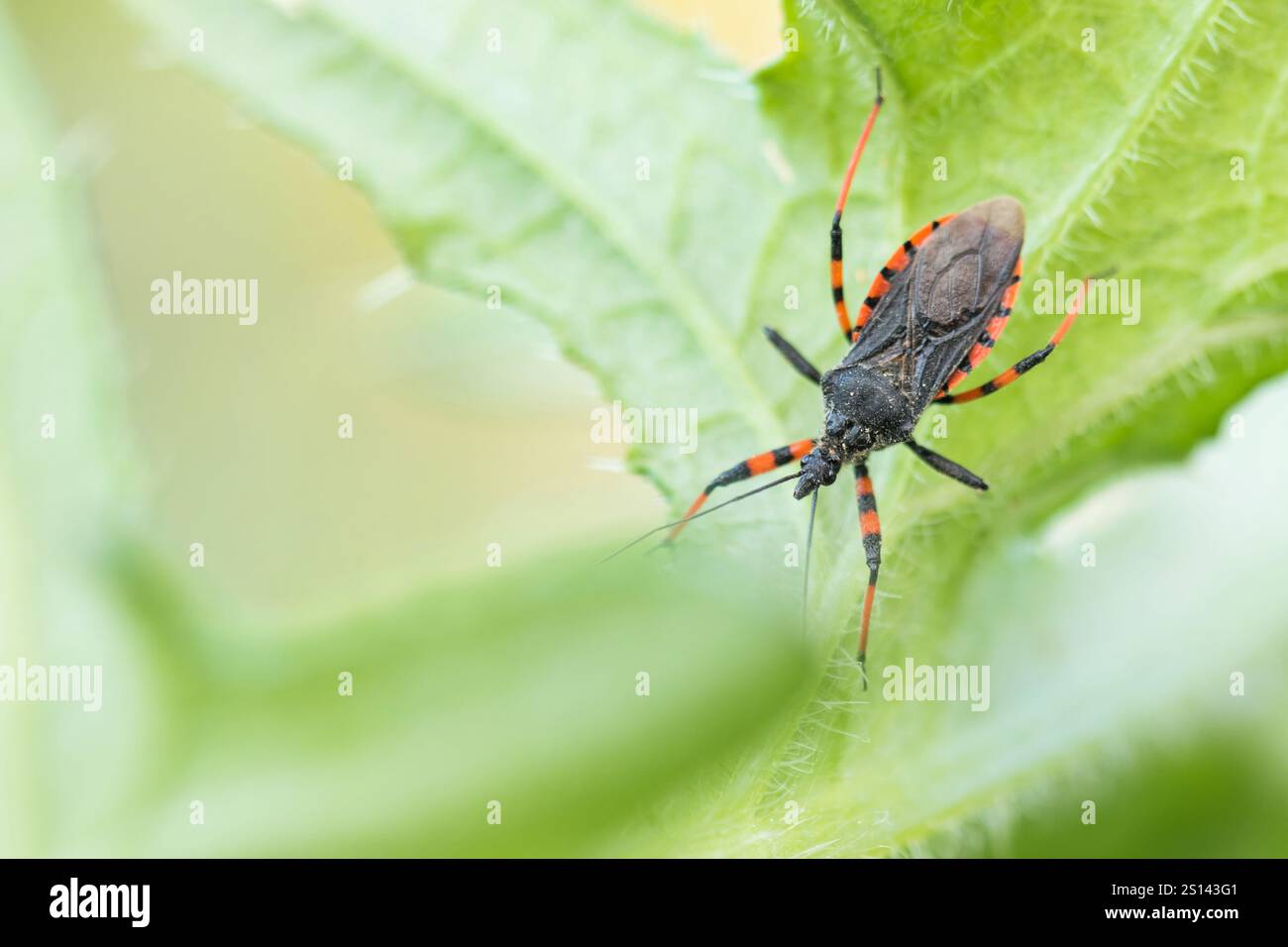 Assassin bug (Rhynocoris annulatus, Rhinocoris annulatus), sitting on a ...