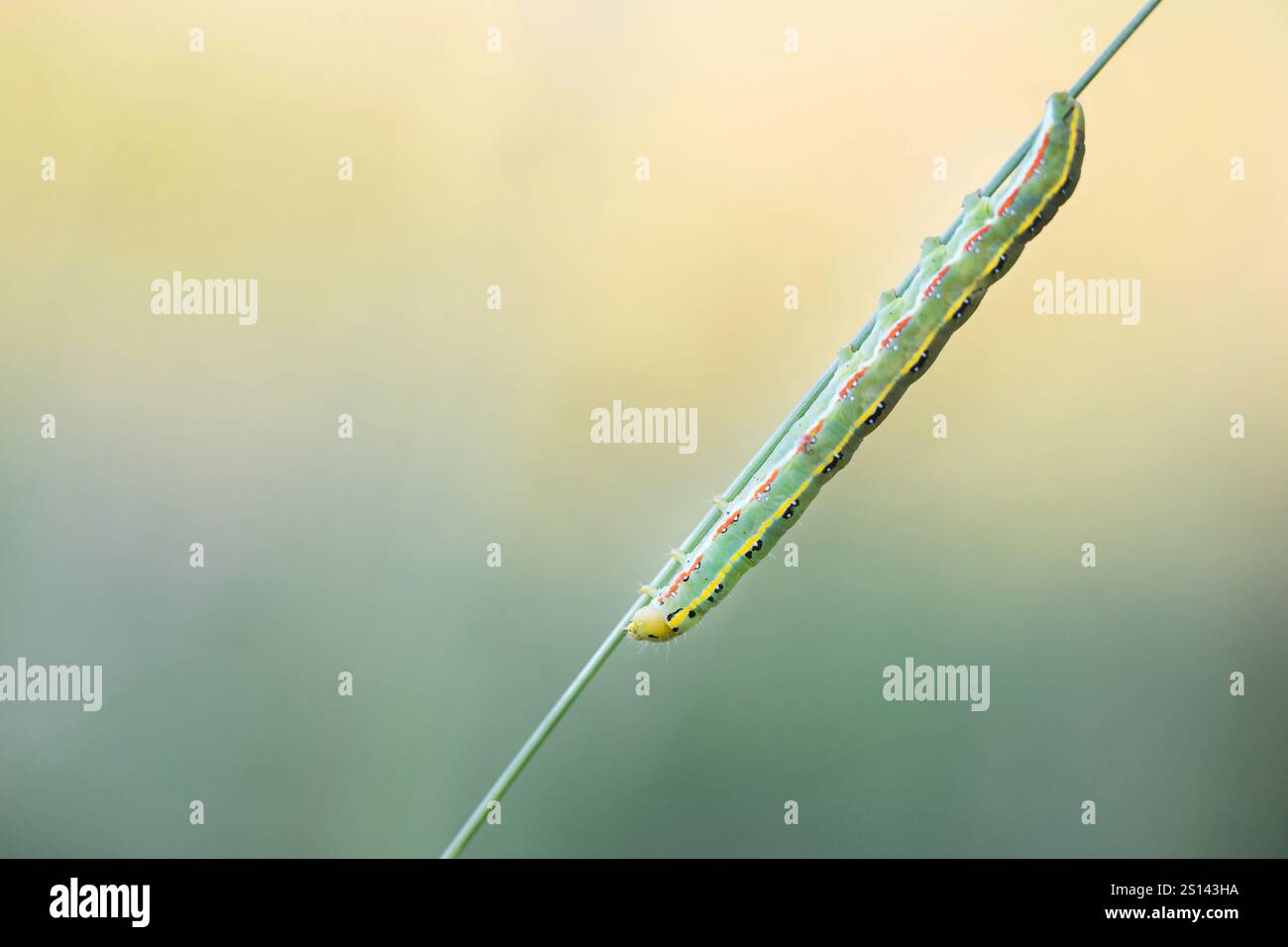 Sword-grass moth (Xylena exsoleta), caterpillar at a stem, Germany ...