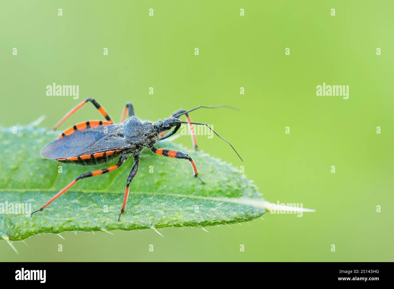 Assassin bug (Rhynocoris annulatus, Rhinocoris annulatus), sitting on a ...