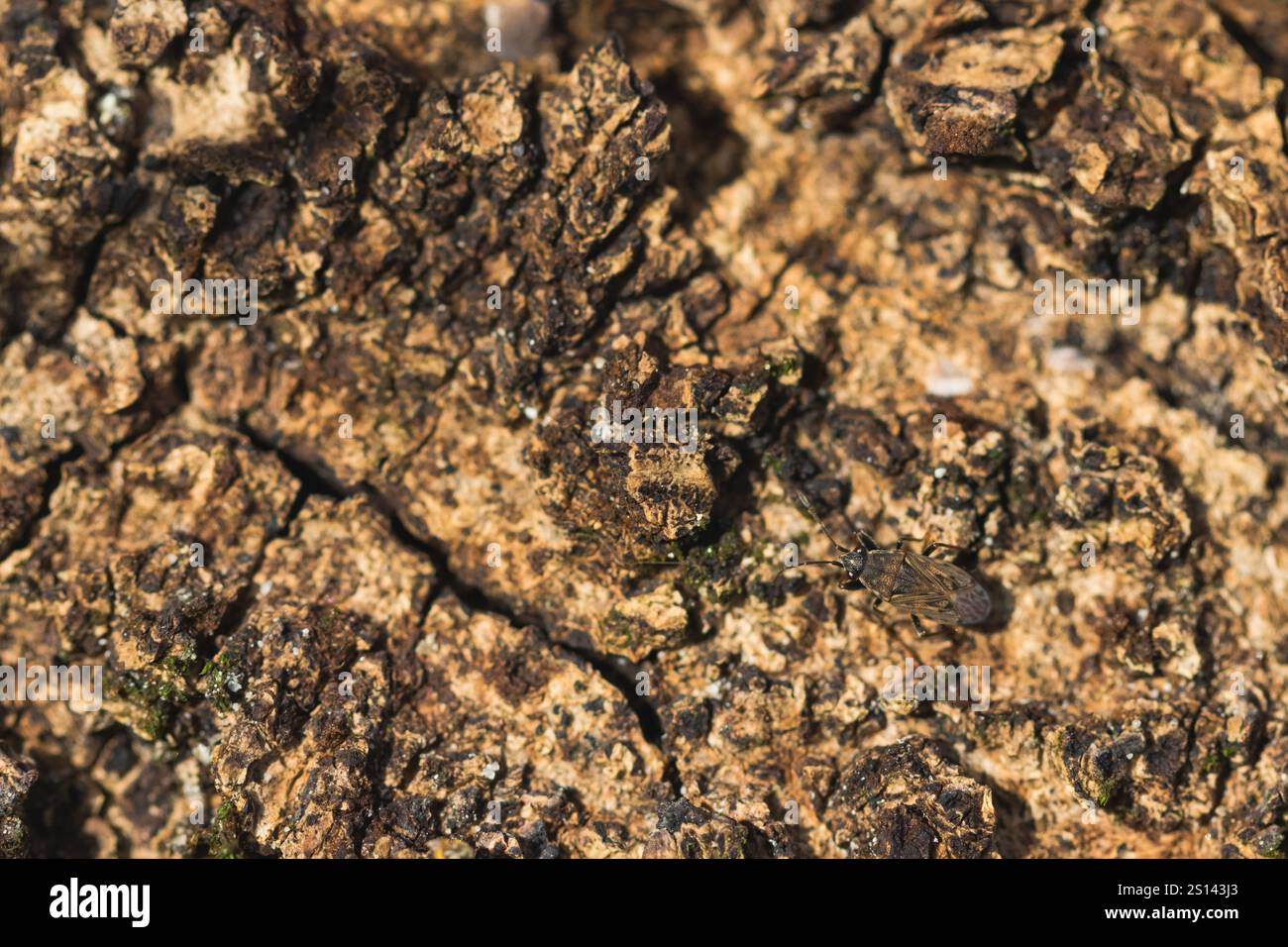 Dirt-colored seed bug (Sphragisticus nebulosus), sits well camouflaged ...
