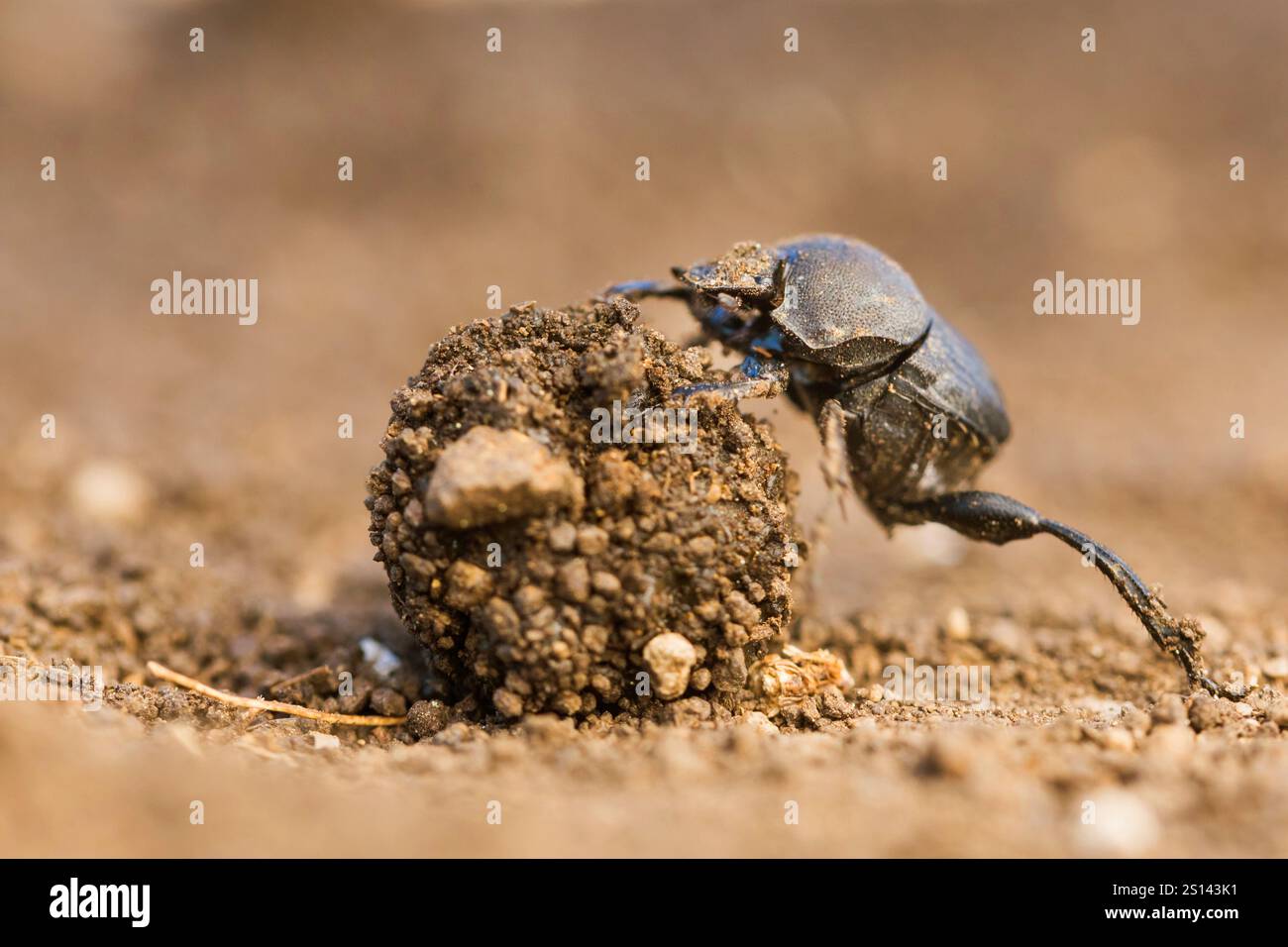 Sisyphus Beetle (Sisyphus schaefferi), rolling a ball of dung, Germany ...
