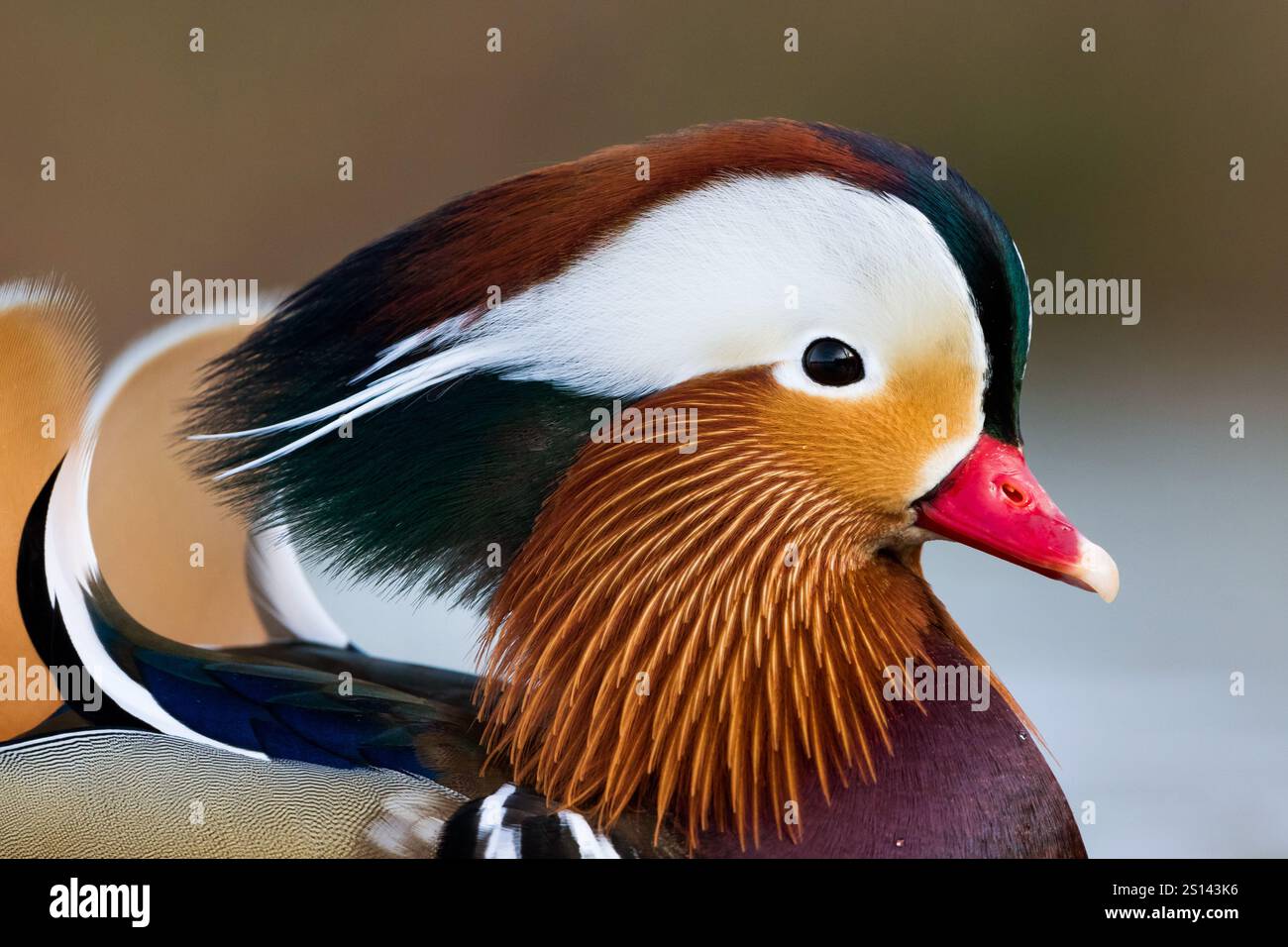 mandarin duck (Aix galericulata), drake, portrait, Germany Stock Photo ...