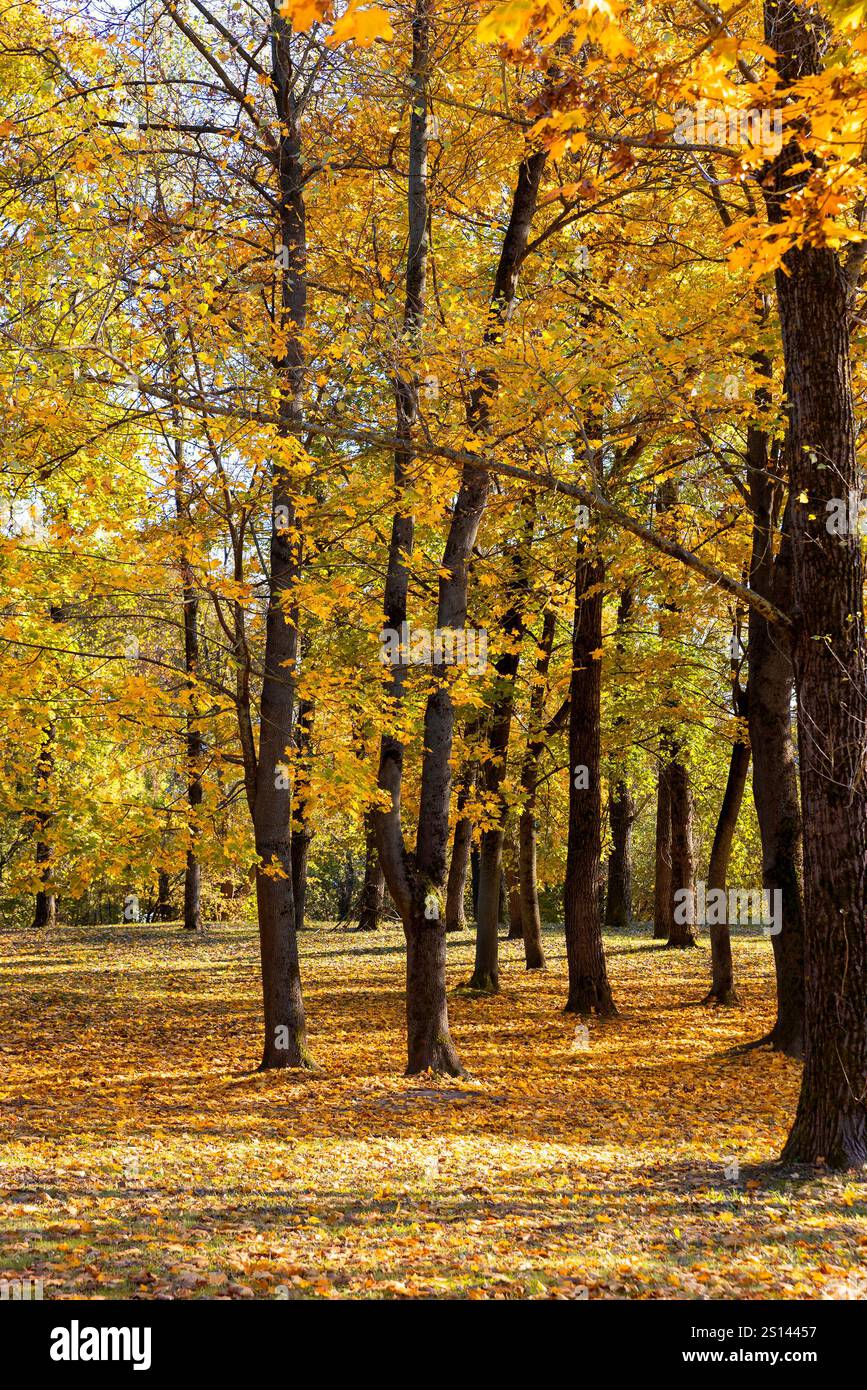 park with yellowing trees in sunny weather, beautiful park with deciduous trees in sunny autumn ...