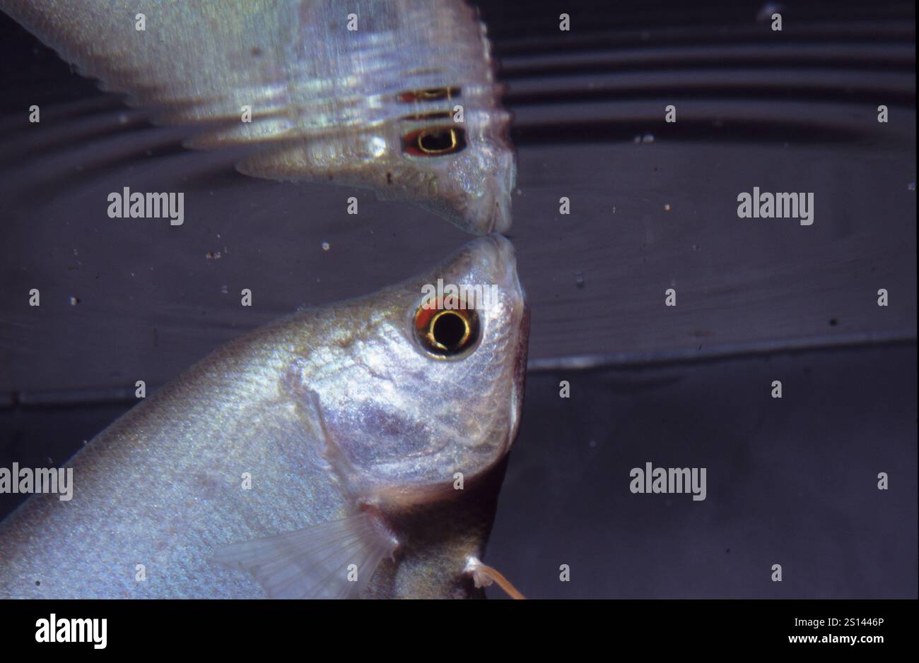 Moonlight gourami, Trichopodus microlepis, breathing air for labyrinth ...