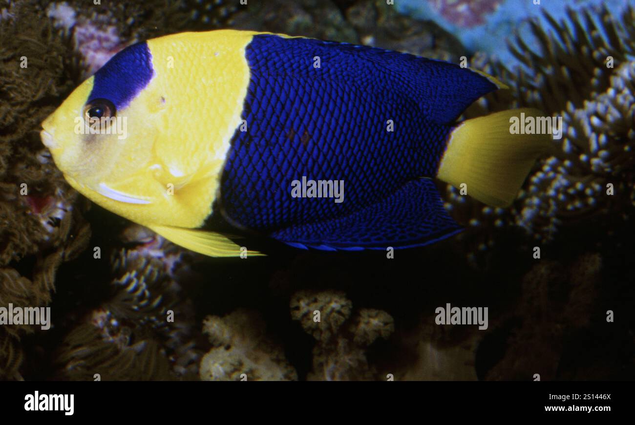 Bicolor angelfish, Centropyge bicolor Stock Photo - Alamy