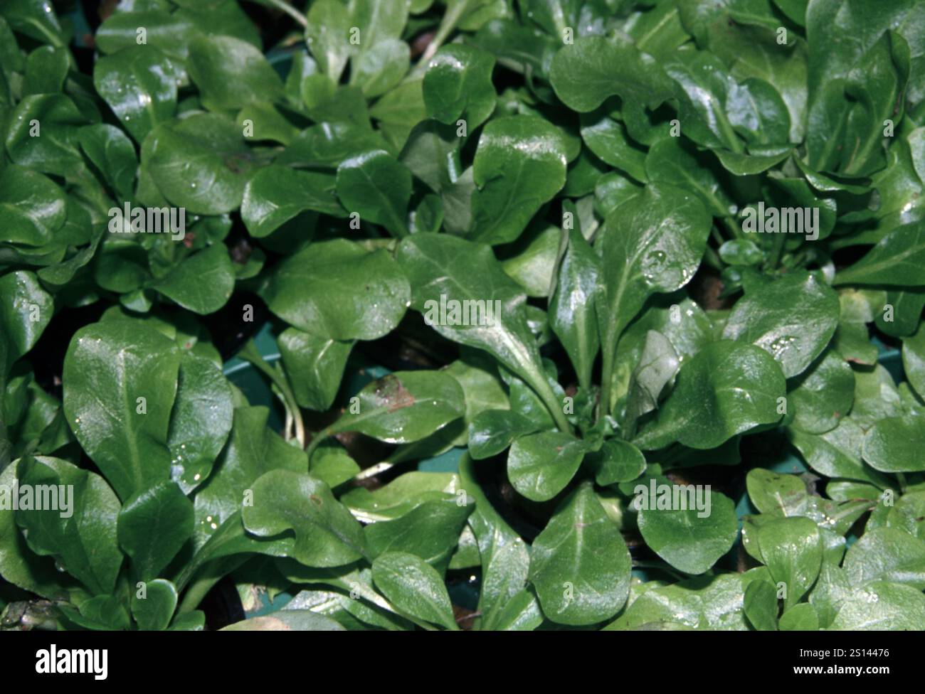 Family primulaceae is an aquatic plant hi-res stock photography and ...