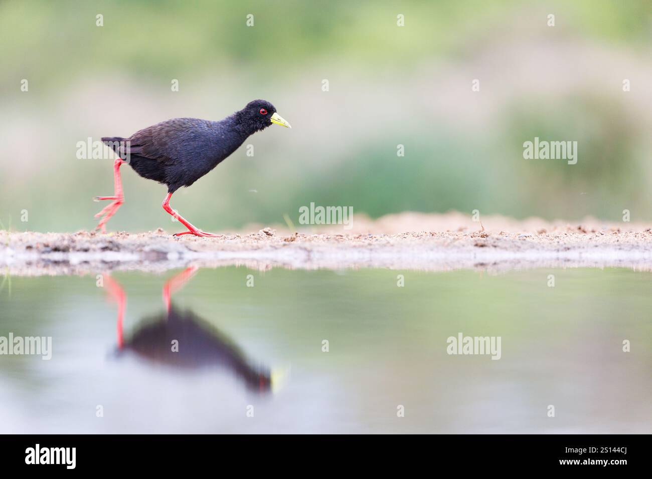 Black crake (Zapornia flavirostra), Zimanga, South Africa Stock Photo ...