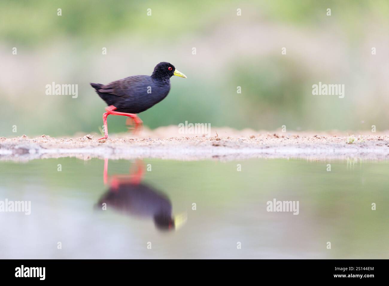 Black crake (Zapornia flavirostra), Zimanga, South Africa Stock Photo ...