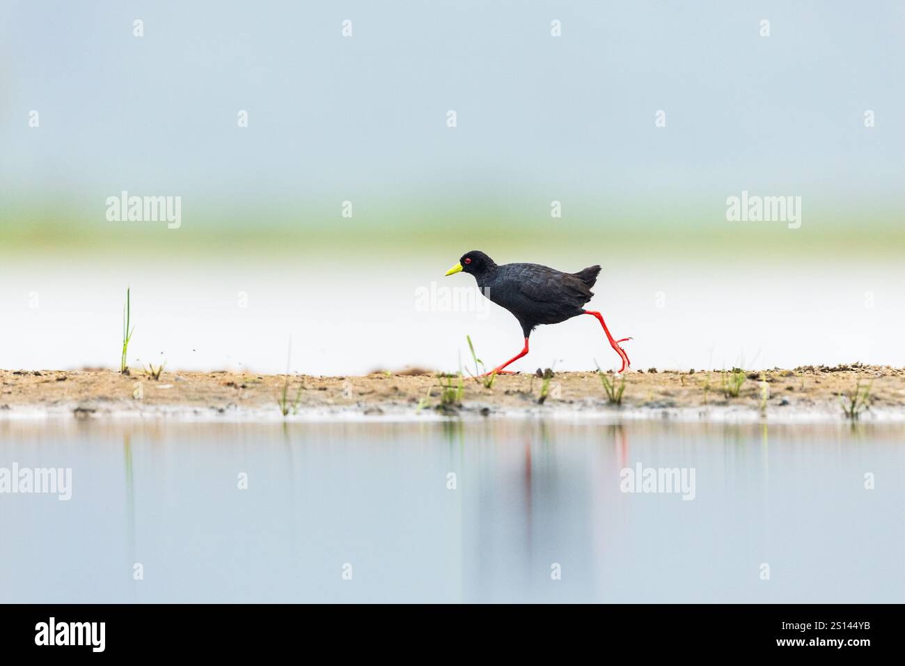 Black crake (Zapornia flavirostra), Zimanga, South Africa Stock Photo ...