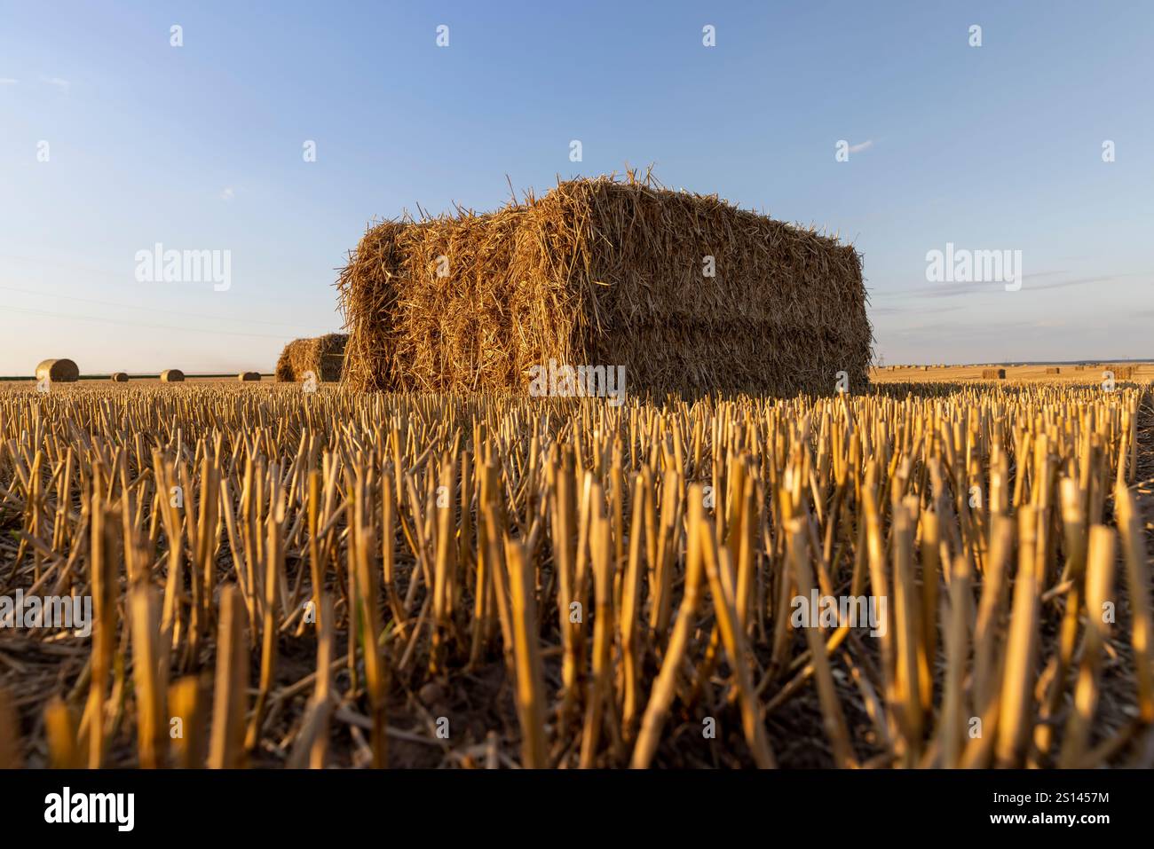 landscape with stacks of golden wheat straw in a field , rectangular ...