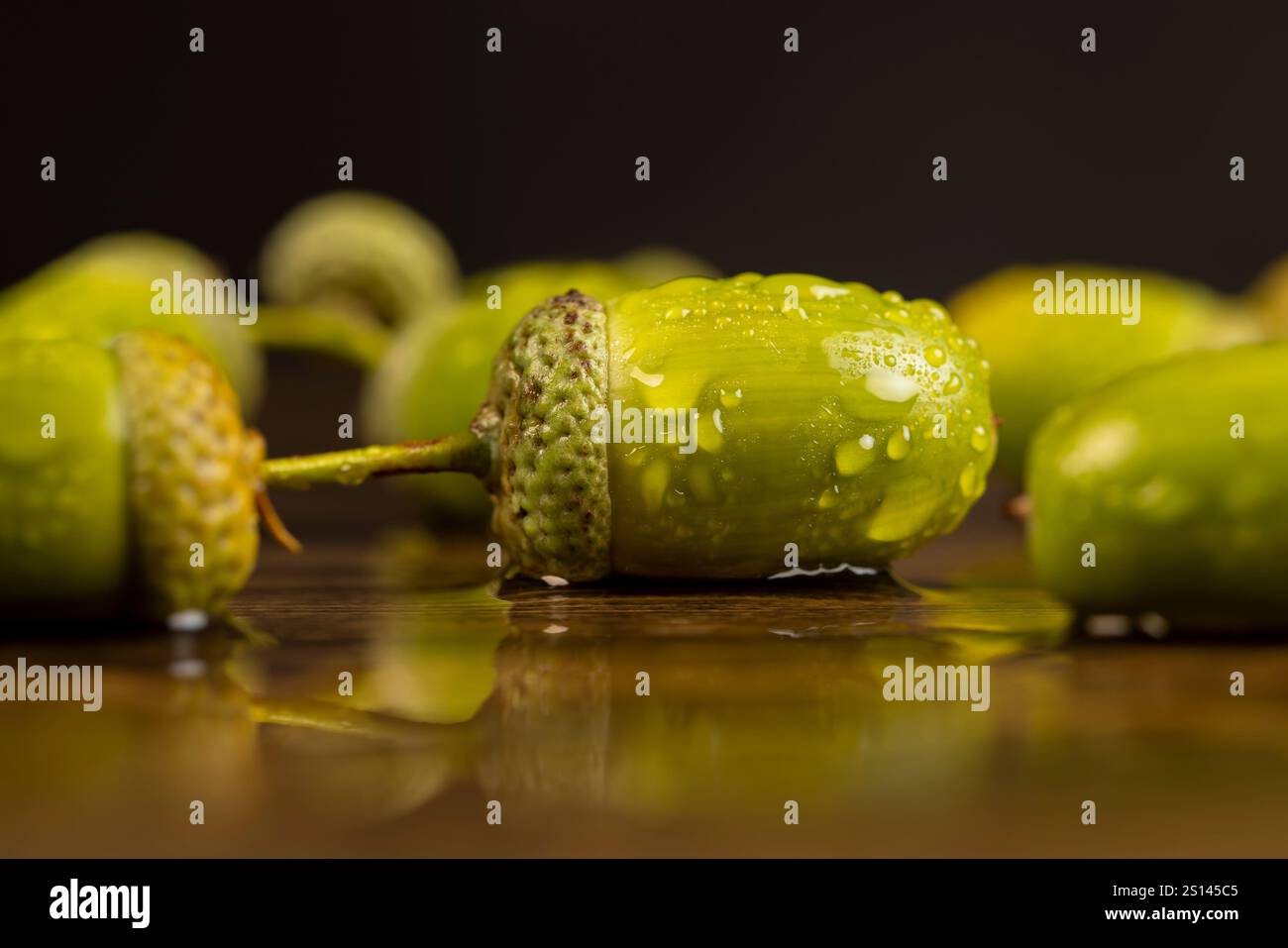 wet green big oak fruits acorns, not ripe and wet in drops of water ...