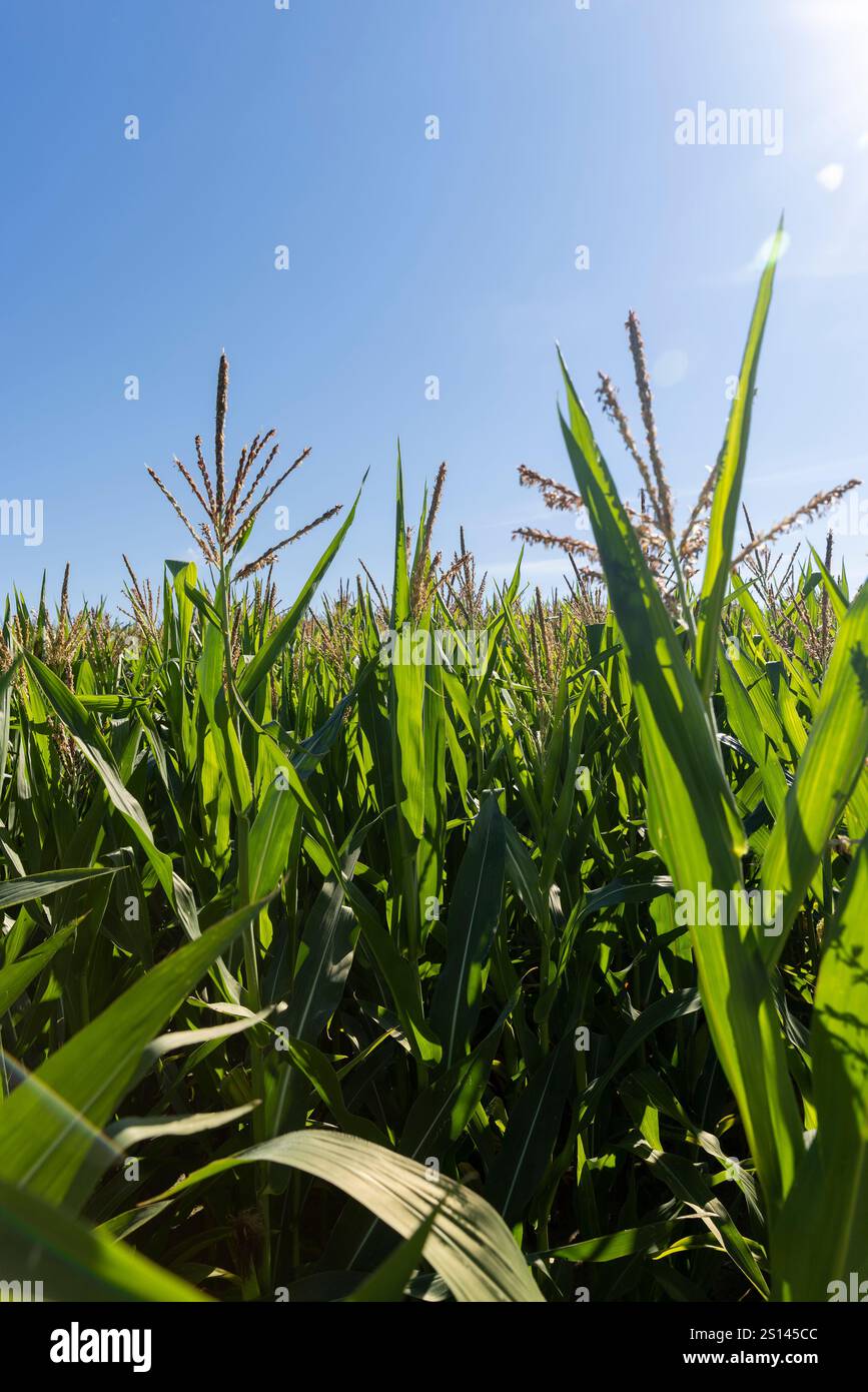 green corn in the field during flowering and pollination, beautiful ...