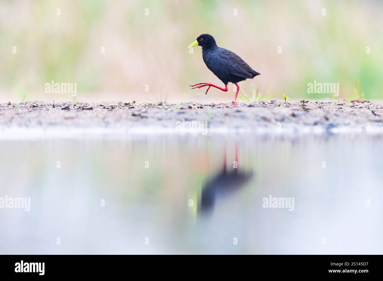 Black crake (Zapornia flavirostra), Zimanga, South Africa Stock Photo ...
