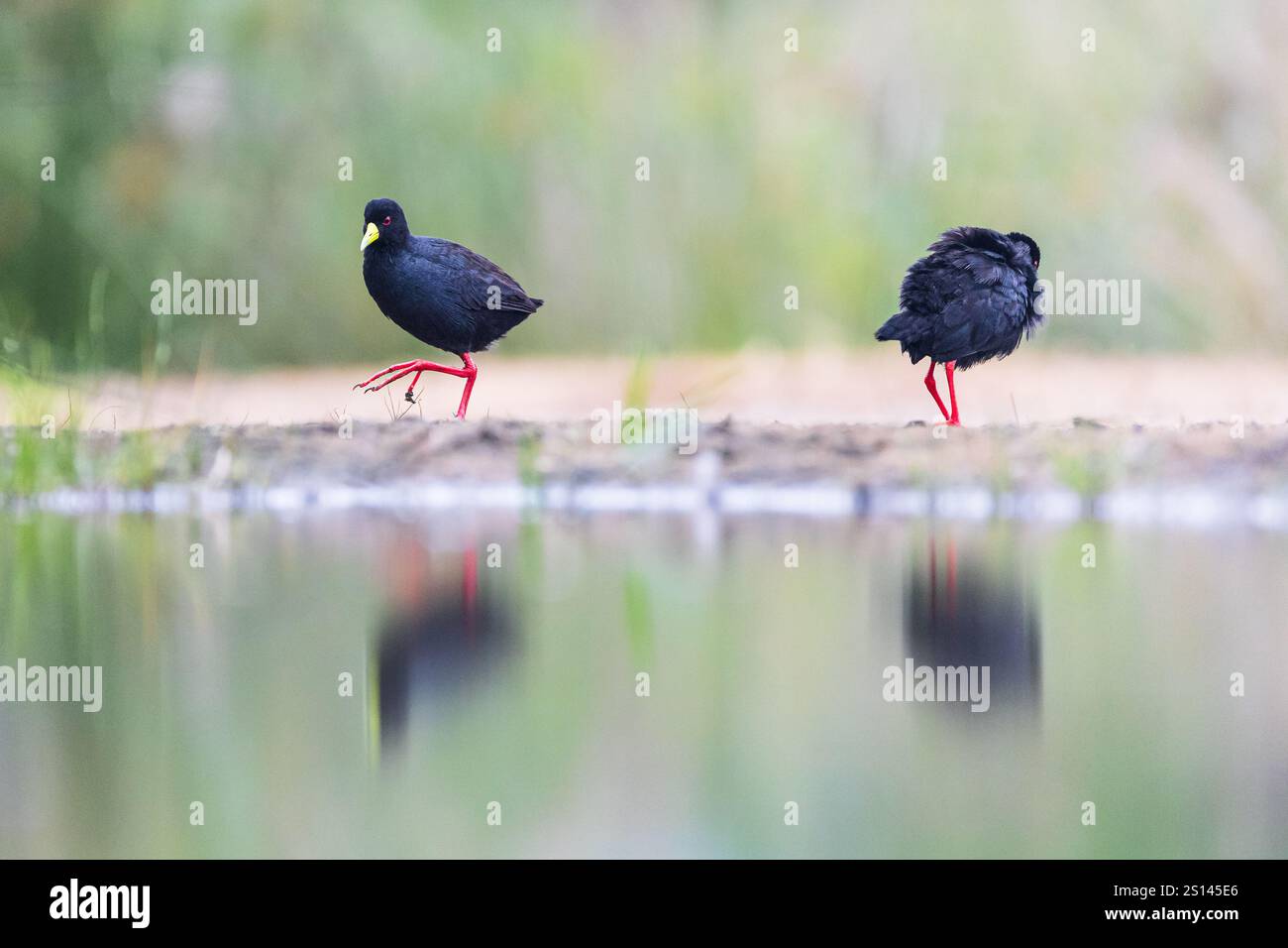 Black crake (Zapornia flavirostra), Zimanga, South Africa Stock Photo ...