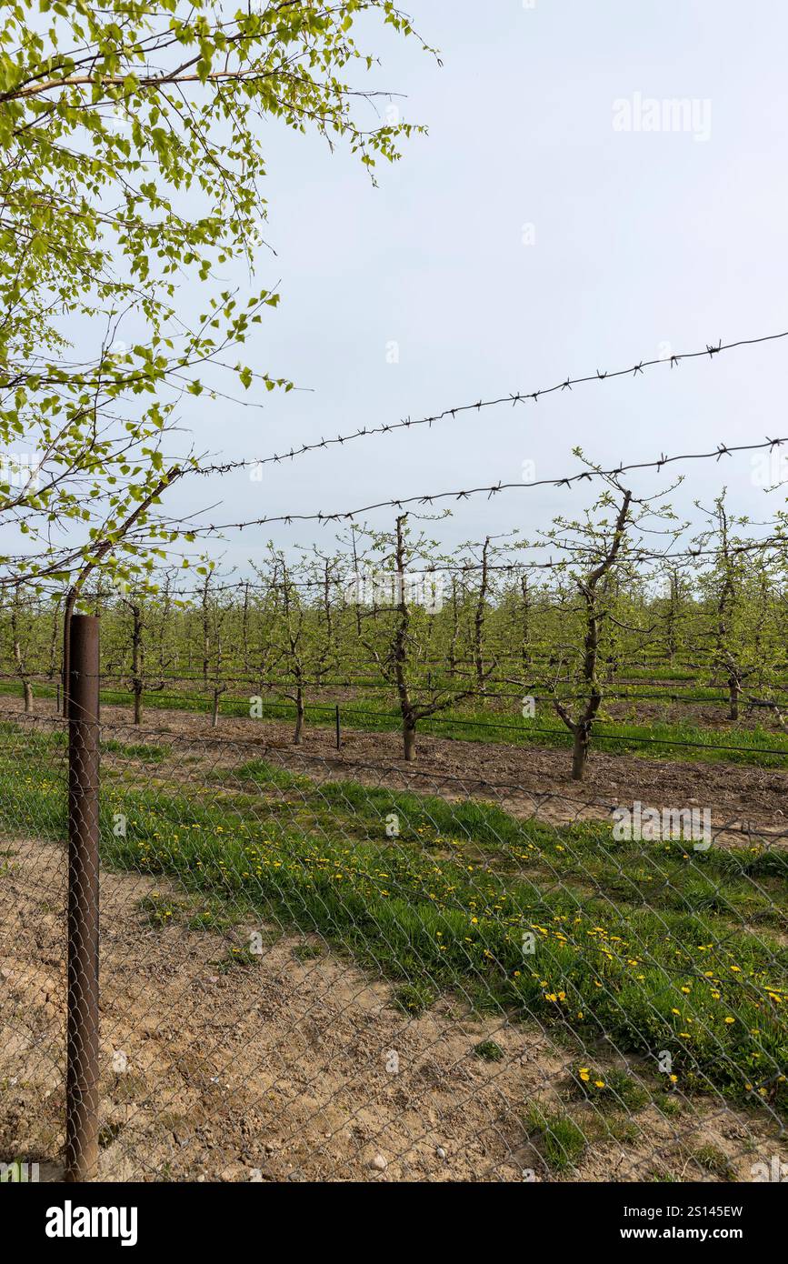 fenced with barbed wire apple trees in cloudy weather, growing apples ...