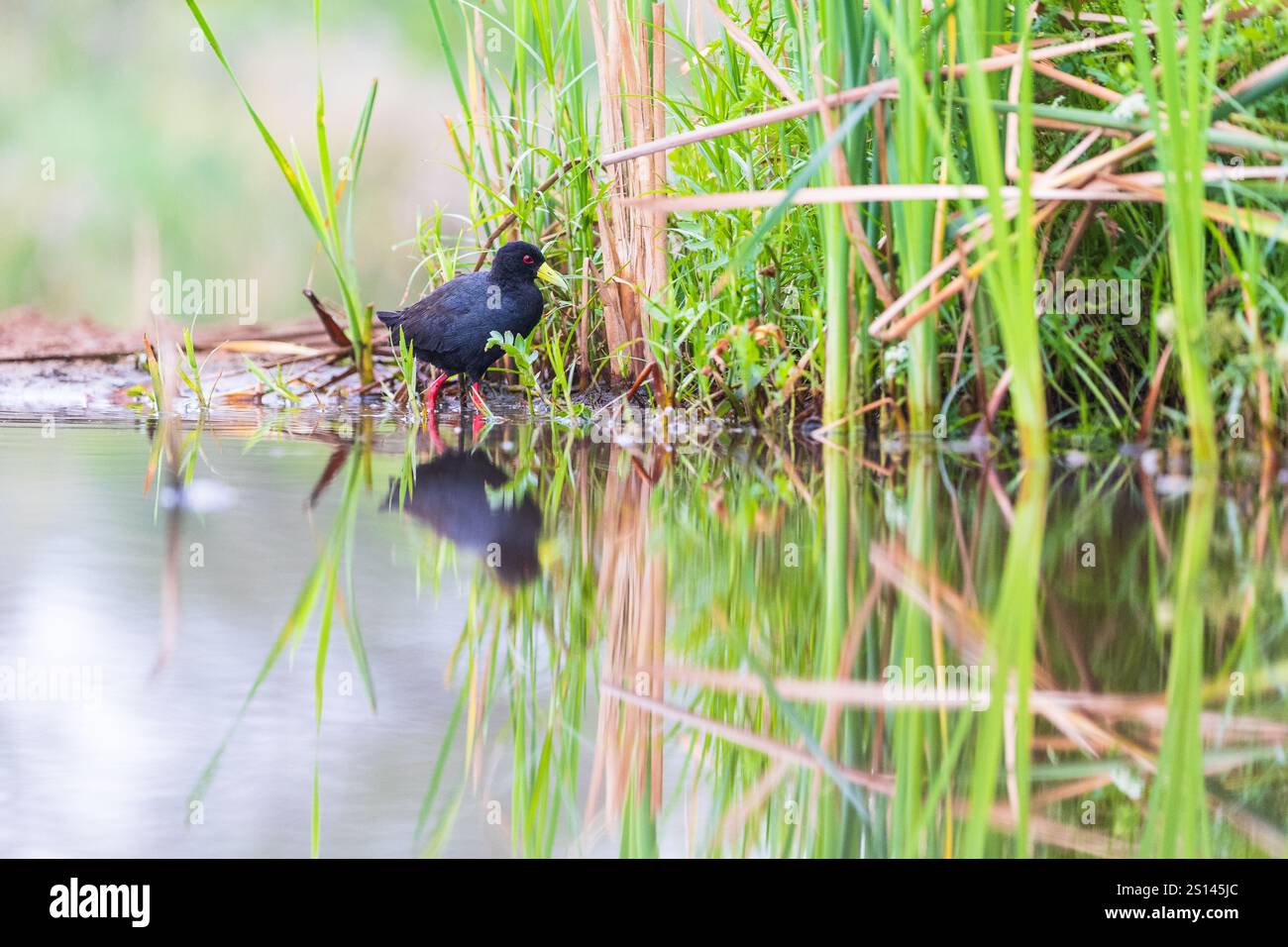Black crake (Zapornia flavirostra), Zimanga, South Africa Stock Photo ...