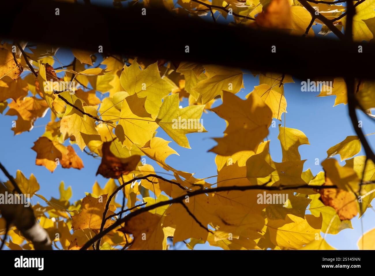 foliage of a tulip tree in sunny weather, a tulip tree with yellowed ...