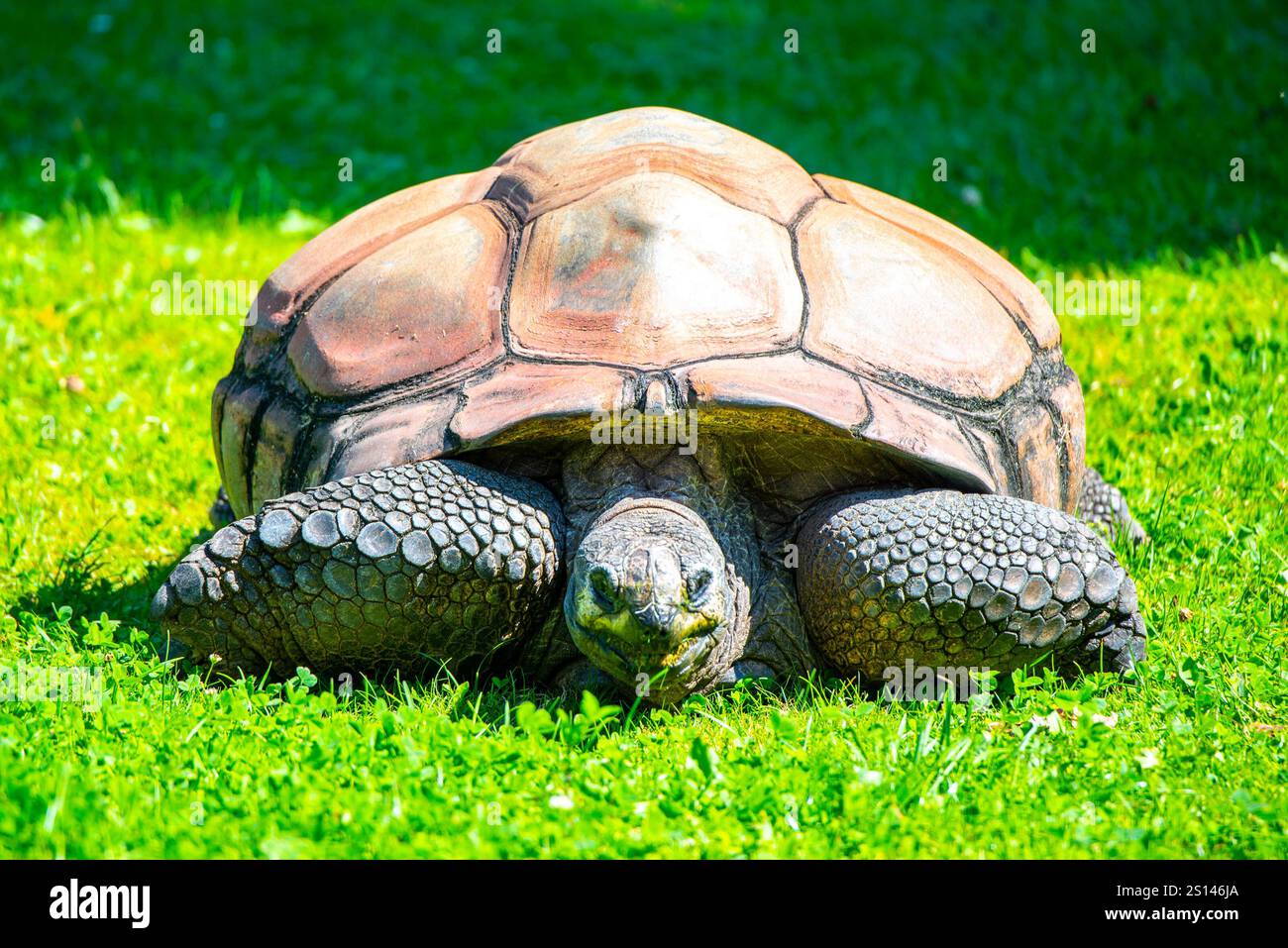 A peaceful turtle enjoys a sunny day on vibrant green grass, its scaly ...
