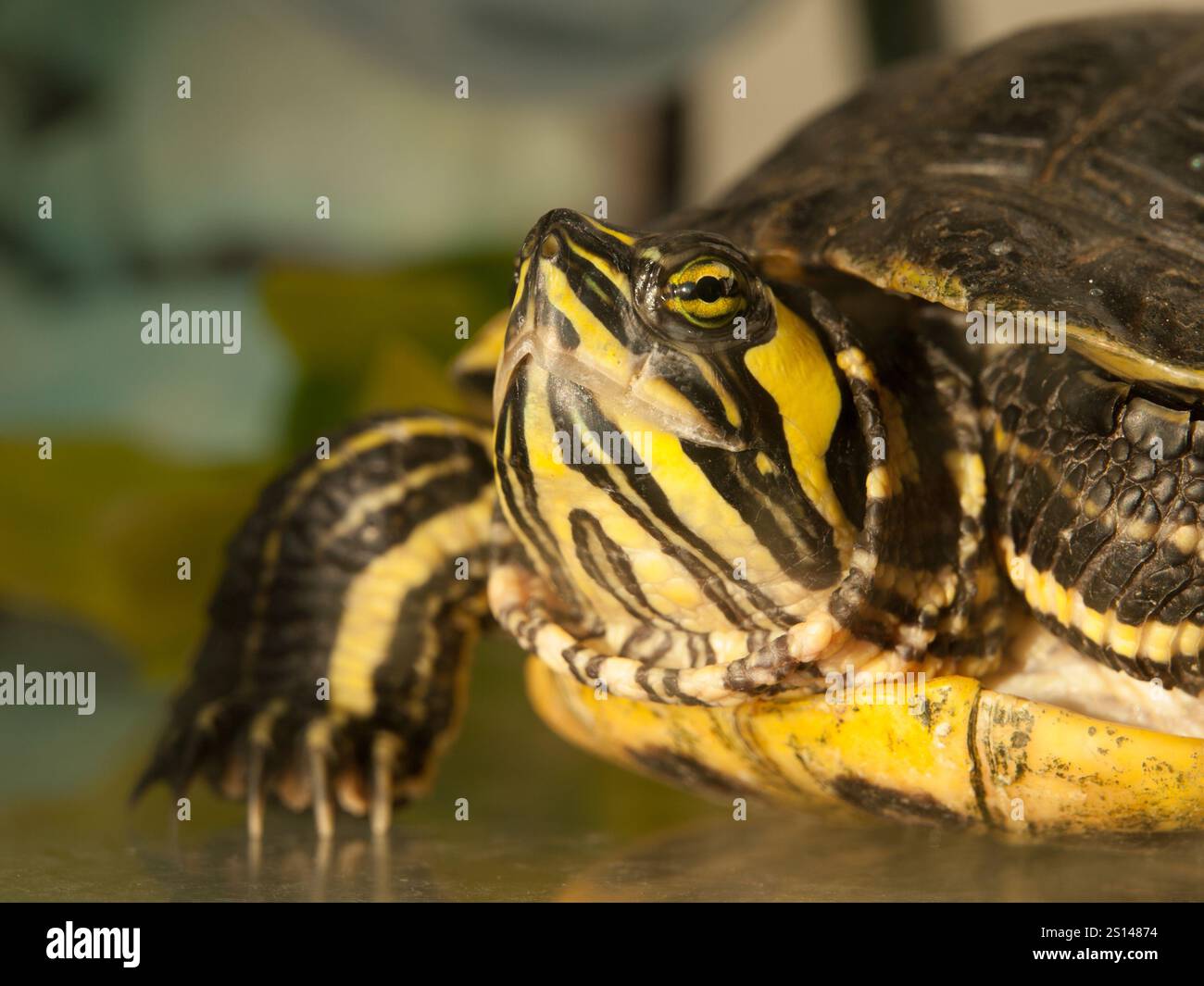 Detailed view of turtle's head, side view, Trachemys scripta elegans ...