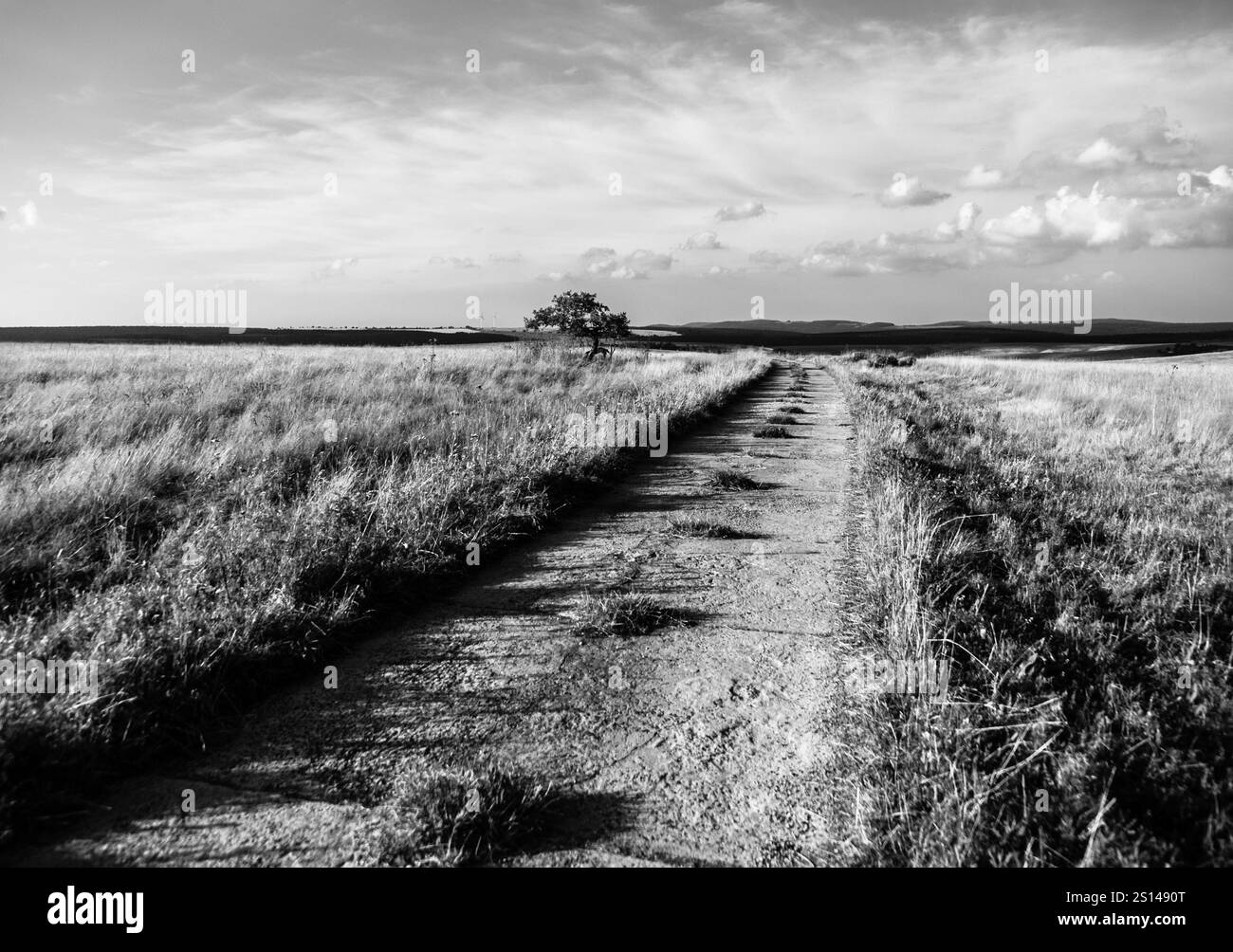Country road and small solitary tree in summer evening. Black and white ...