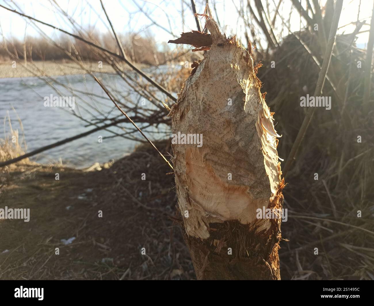 A stump from a tree that a beaver has gnawed. Beavers in the wild Stock ...