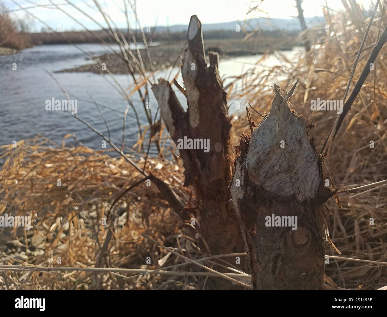 A stump from a tree that a beaver has gnawed. Beavers in the wild Stock ...