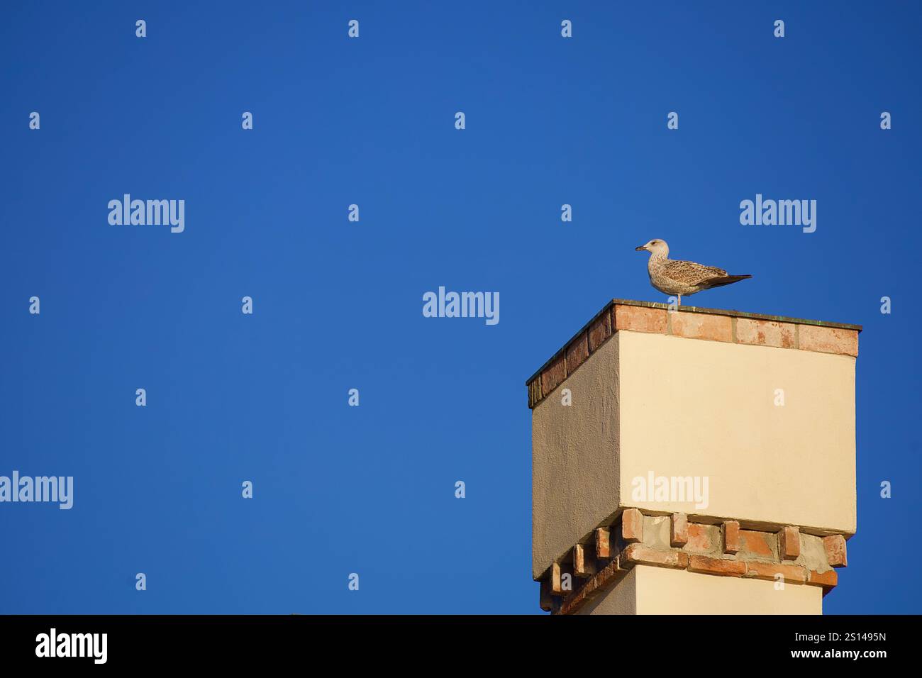 Sistine chapel seagull hi-res stock photography and images - Alamy