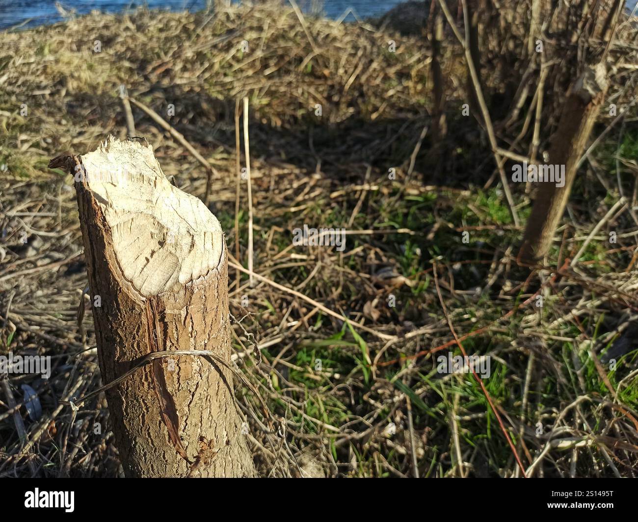 A stump from a tree that a beaver has gnawed. Beavers in the wild Stock ...