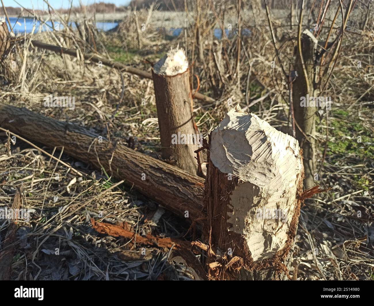 A stump from a tree that a beaver has gnawed. Beavers in the wild Stock ...