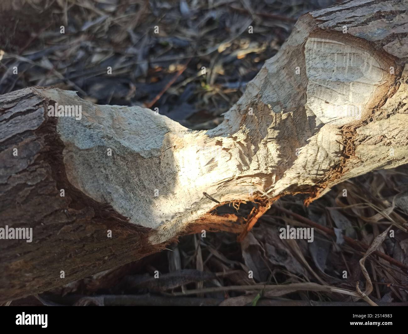 Tree gnawed by a beaver. beaver in the wild Stock Photo - Alamy