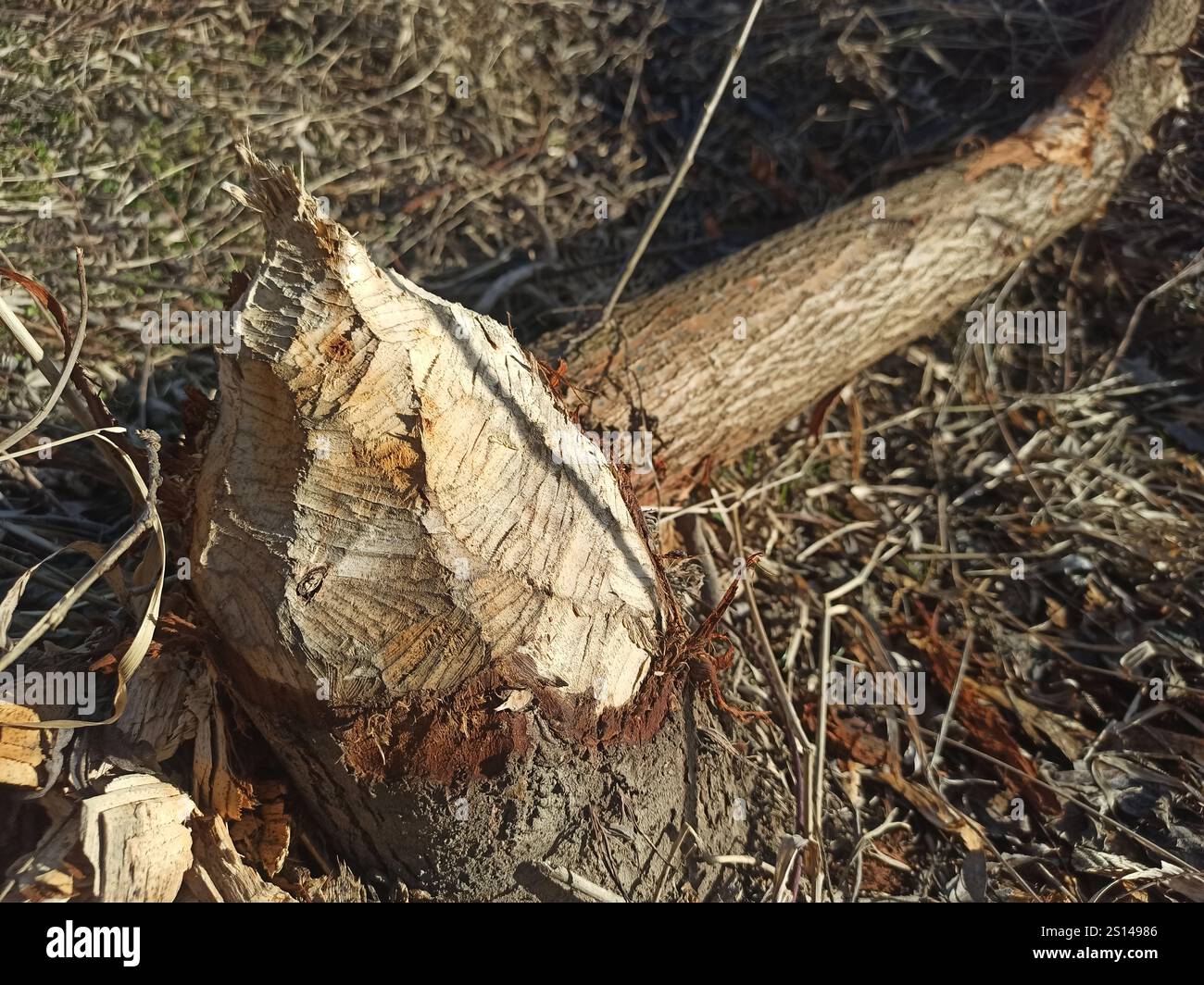 A stump from a tree that a beaver has gnawed. Beavers in the wild Stock ...