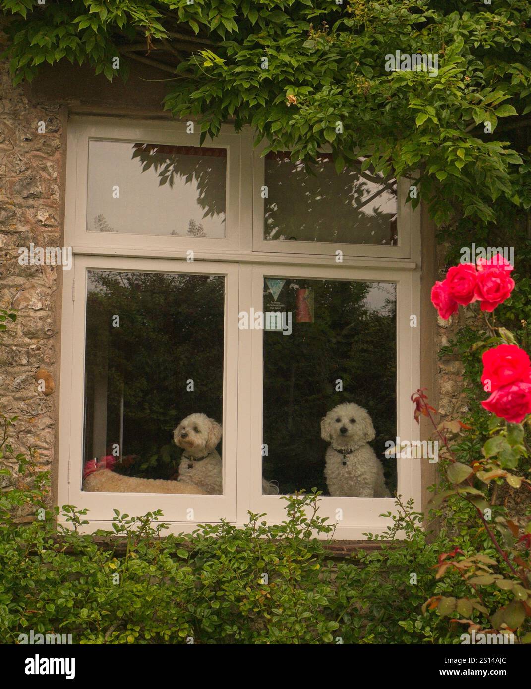 Window rose bushes hi-res stock photography and images - Alamy