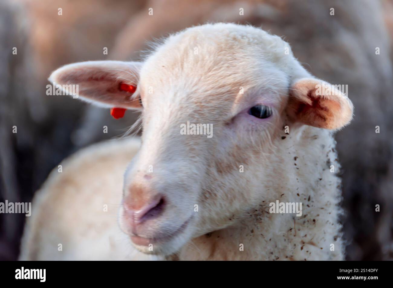 Sheep of Monegros land, Spain Stock Photo - Alamy