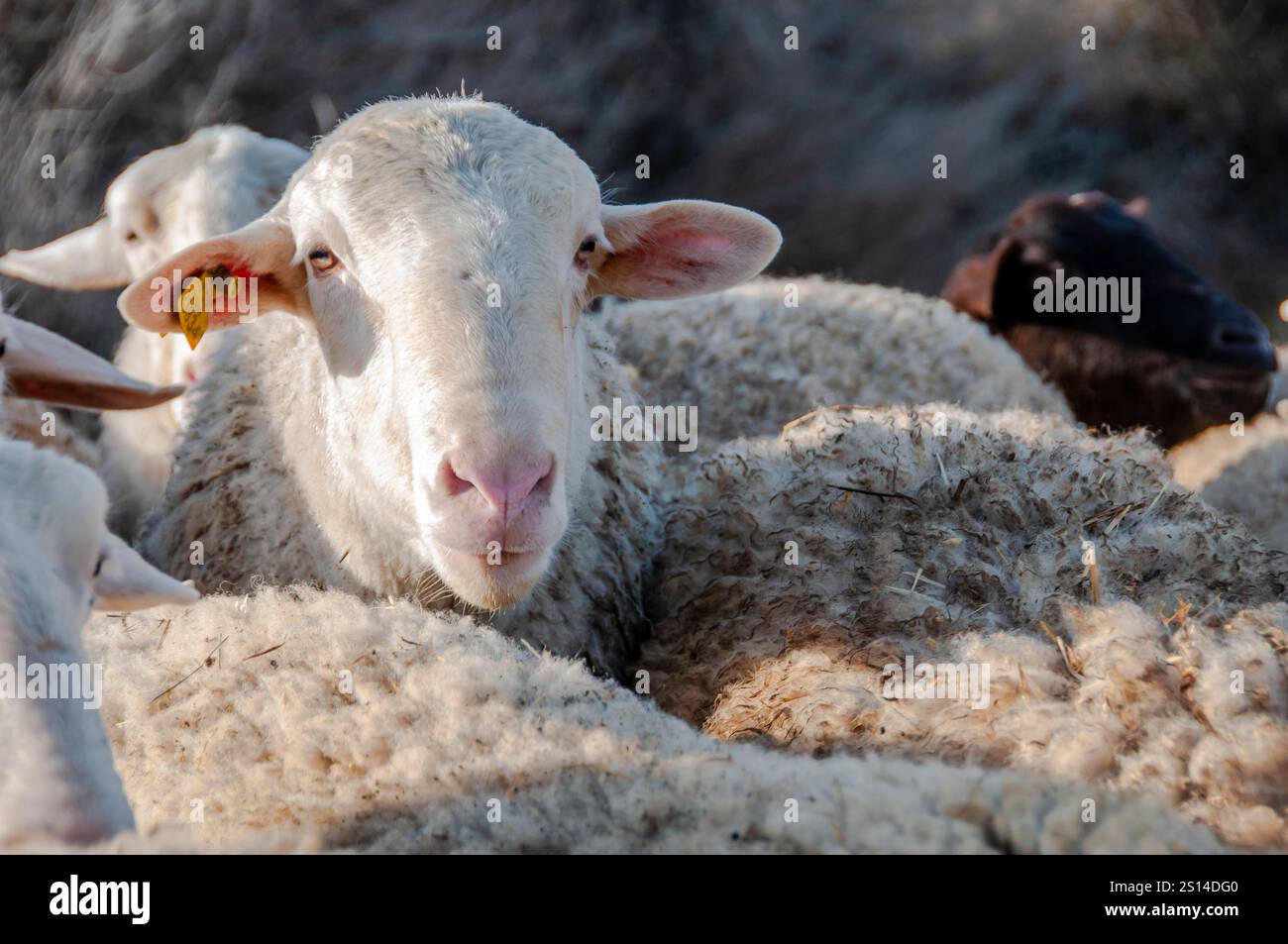 Sheep of Monegros land, Spain Stock Photo - Alamy